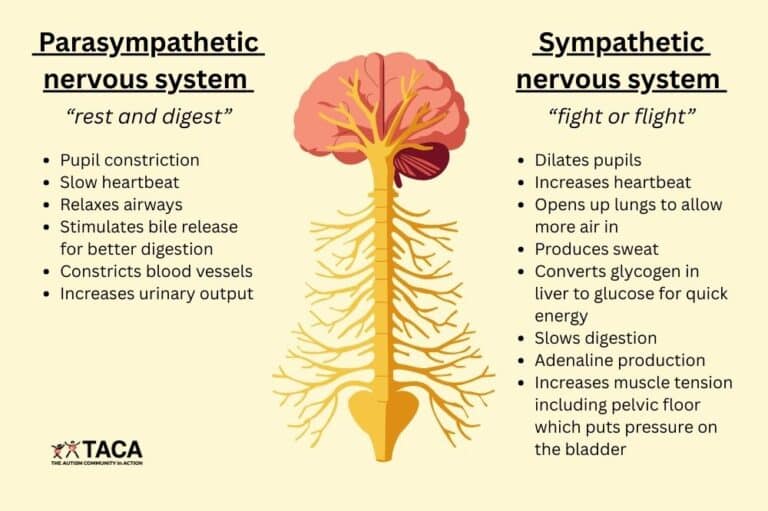 Nervous System Dysregulation and Autism - The Autism Community in Action